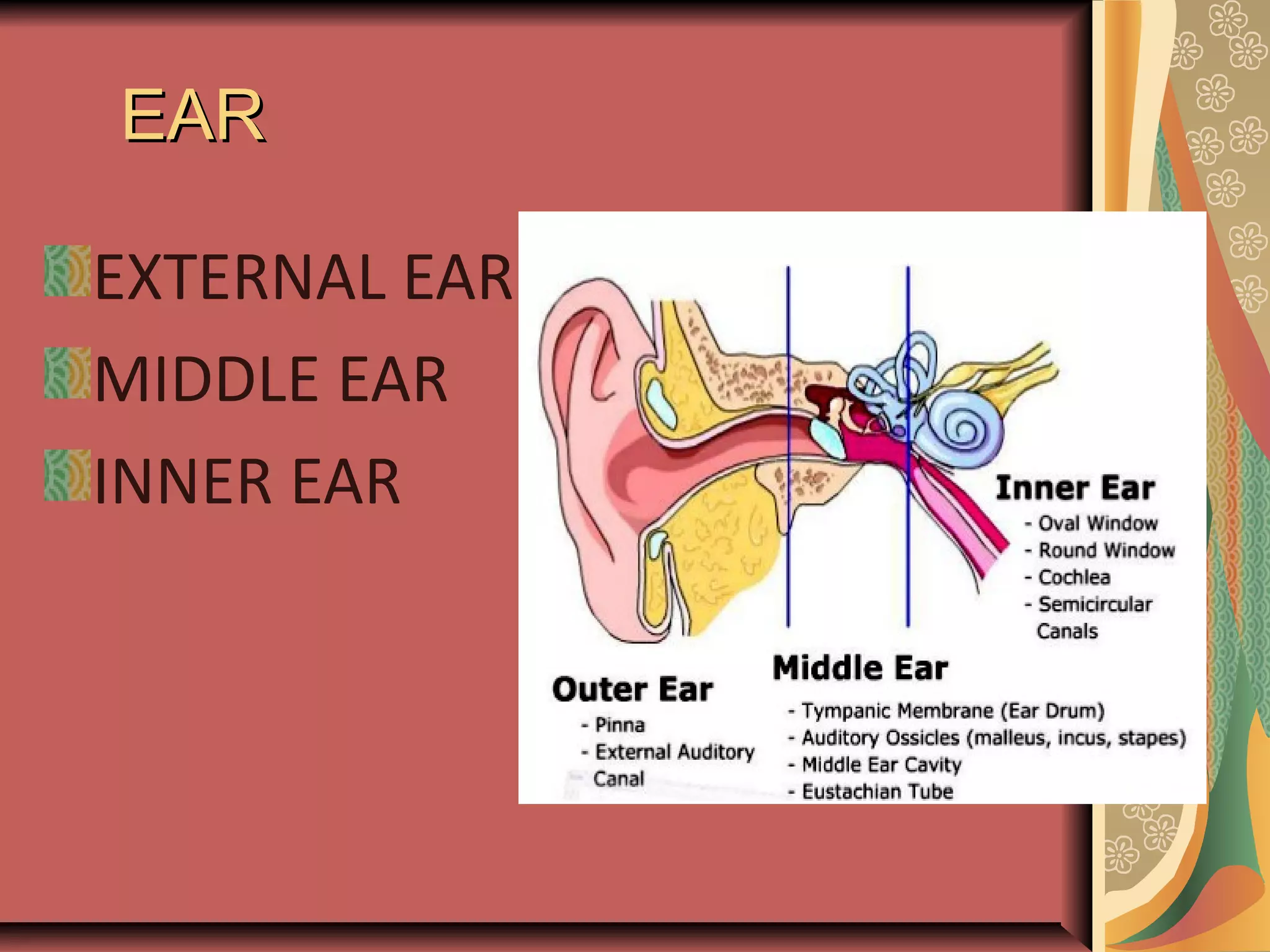 Anatomy of external ear | PPT