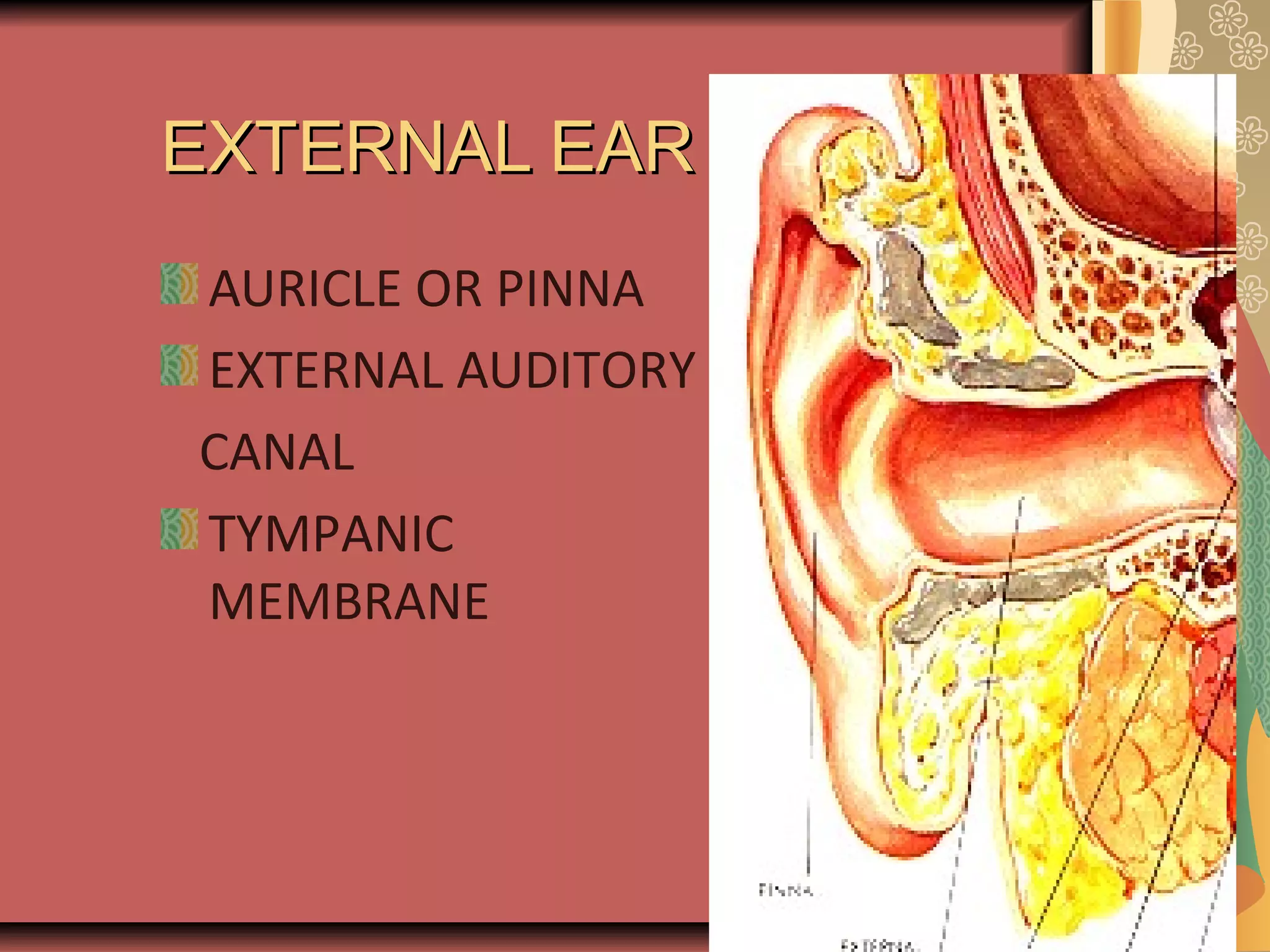 Anatomy of external ear | PPT