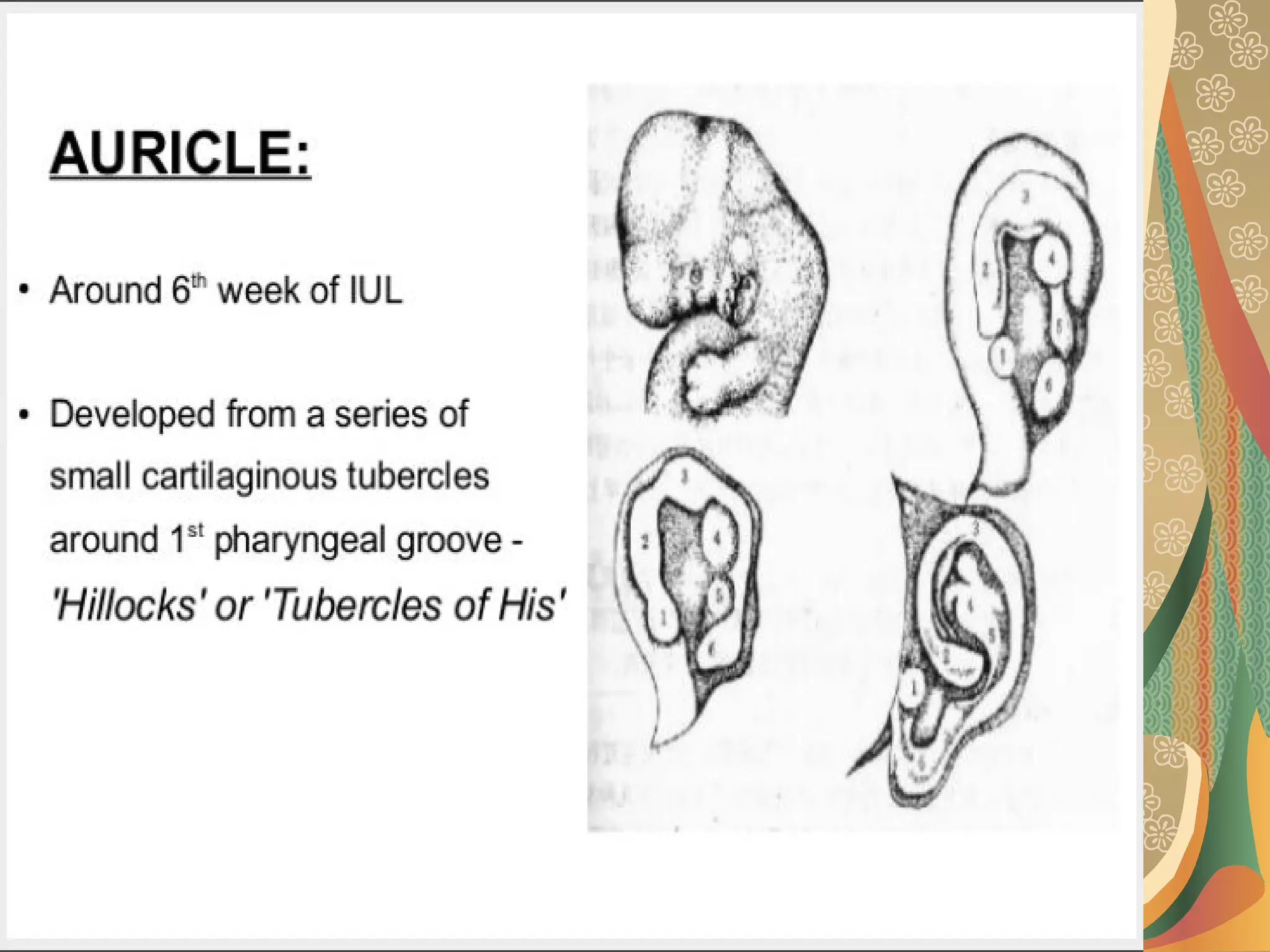 Anatomy of external ear | PPT | Ear, Nose and Throat Conditions ...