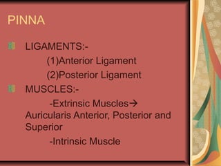 Anatomy of external ear | PPT