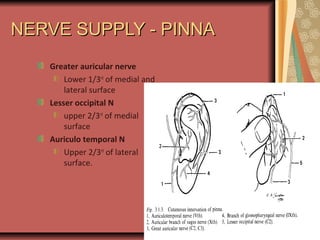 Anatomy of external ear | PPT