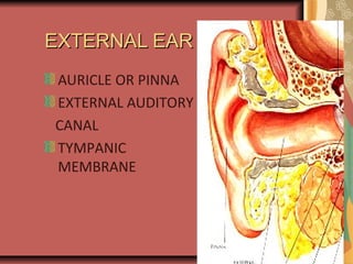 Anatomy of external ear | PPT
