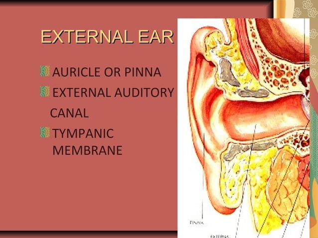 Anatomy of external ear | PPT | Ear, Nose and Throat Conditions ...