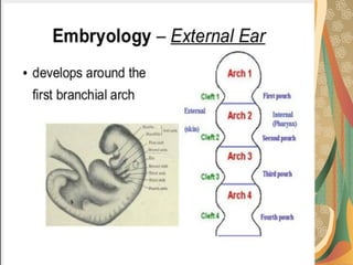 Anatomy of external ear | PPT