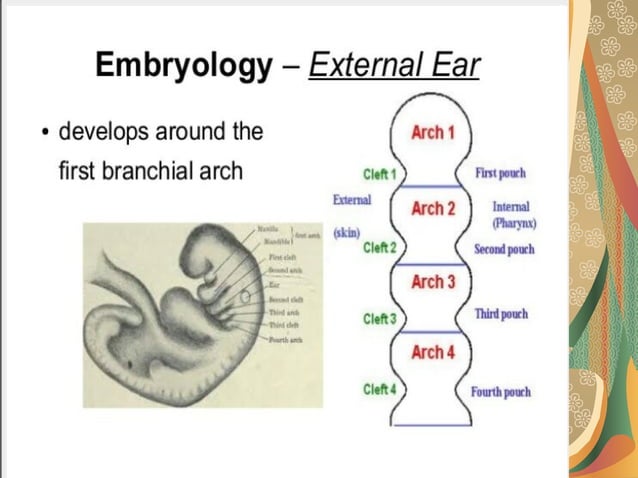 Anatomy of external ear | PPT | Ear, Nose and Throat Conditions ...