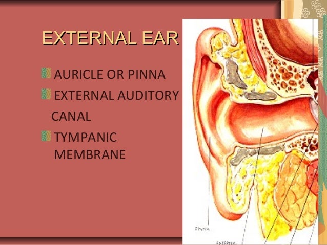 Anatomy Of The External Ear