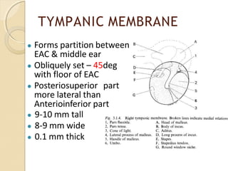 ANATOMY OF EXT EAR AND RELATED STRUCTURES | PPTX