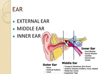 ANATOMY OF EXT EAR AND RELATED STRUCTURES | PPTX
