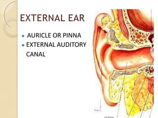 ANATOMY OF EXT EAR AND RELATED STRUCTURES | PPTX