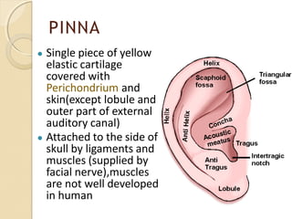 ANATOMY OF EXT EAR AND RELATED STRUCTURES | PPTX