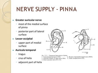 ANATOMY OF EXT EAR AND RELATED STRUCTURES | PPTX
