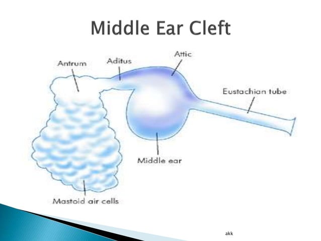 Anatomy of External and Middle Ear | PPT