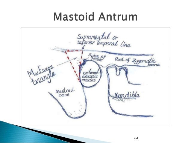Anatomy of External and Middle Ear