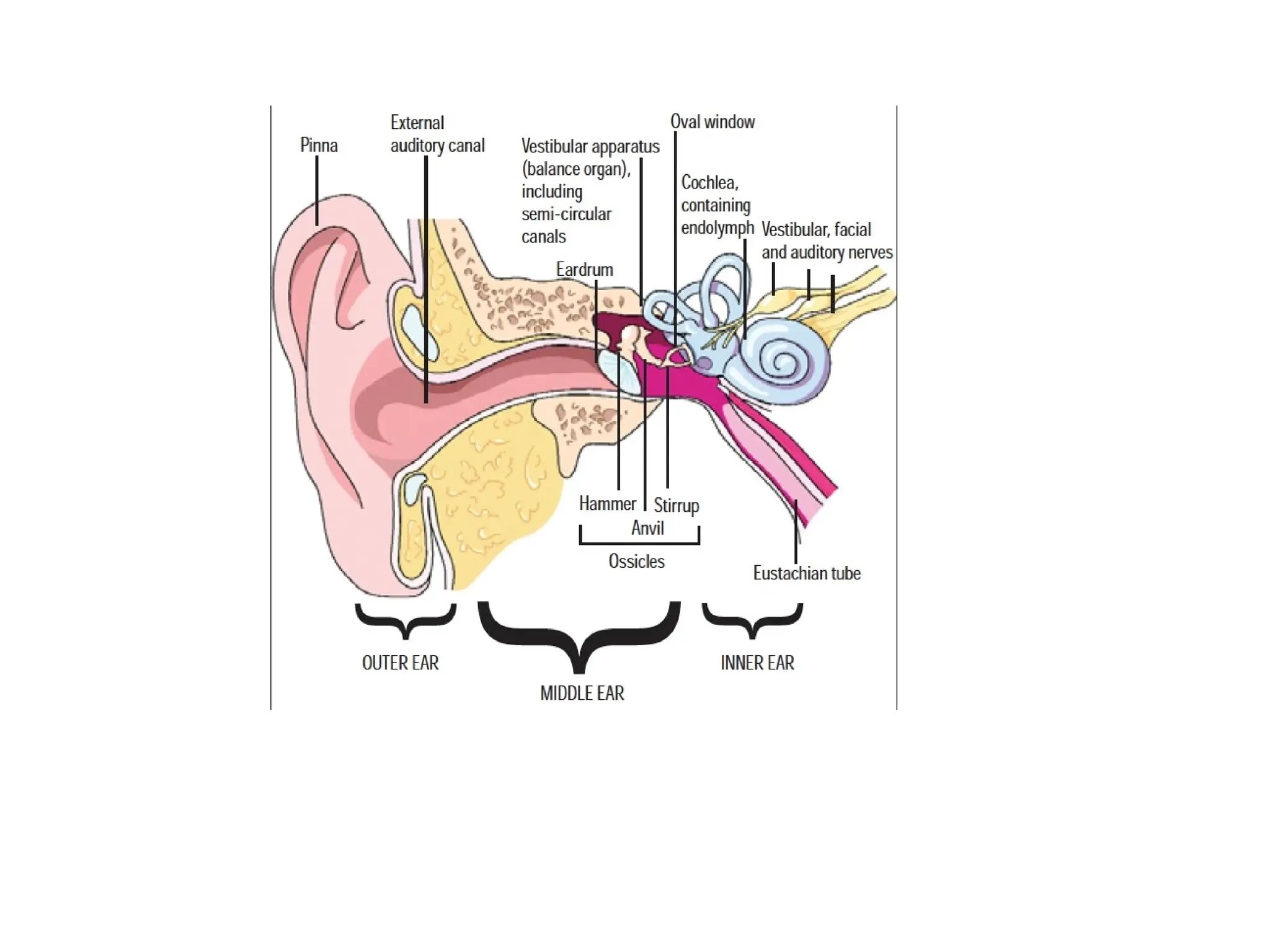 Anatomy Of External And Middle Ear .ppt