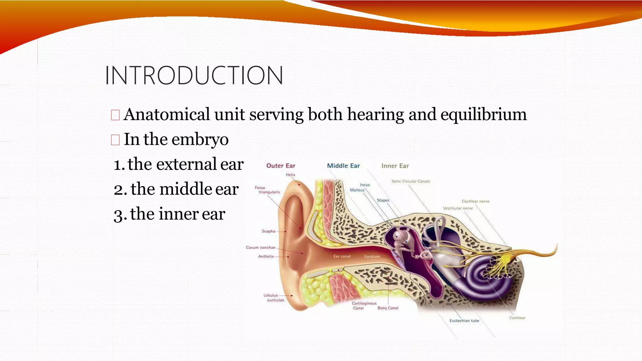 Anatomy of external and middle ear by dr. faisal rahman | PPTX