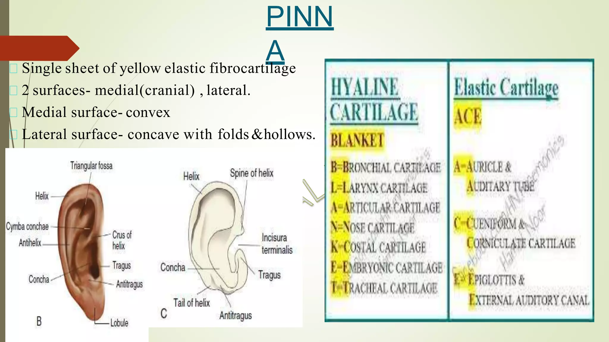 Anatomy of external and middle ear by dr. faisal rahman | PPTX