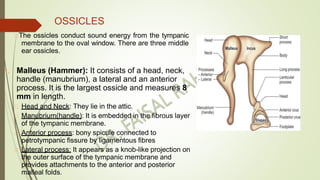 Anatomy of external and middle ear by dr. faisal rahman | PPTX