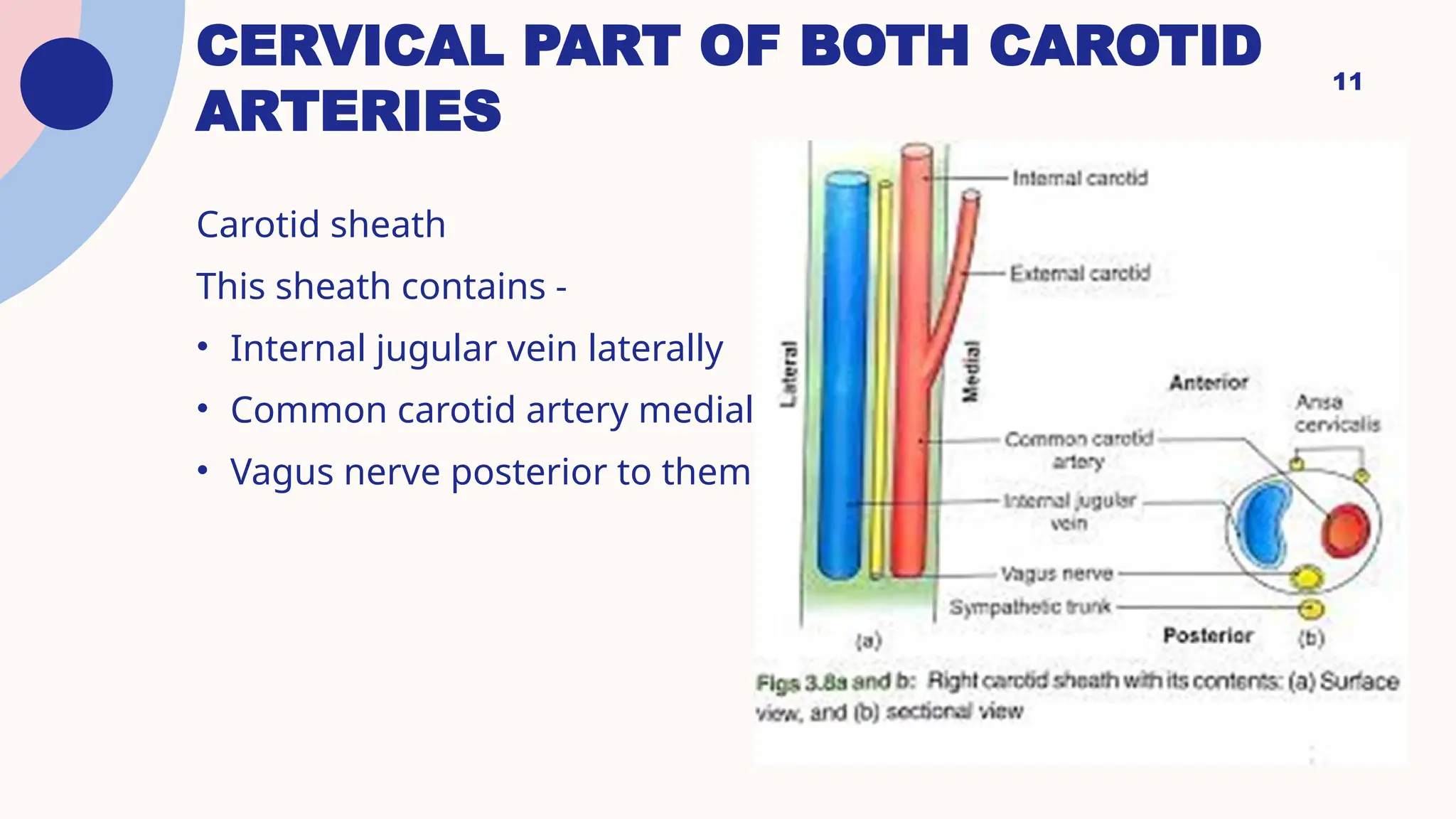 Anatomy of external carotid artery 1.pptx