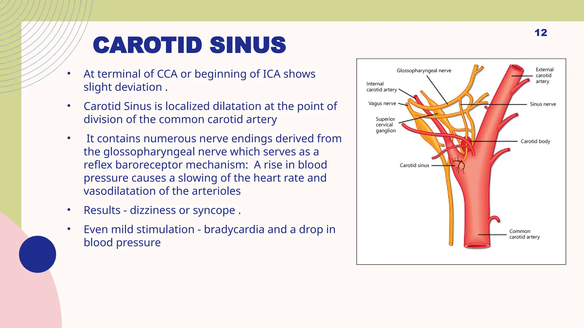 Anatomy of external carotid artery 1.pptx