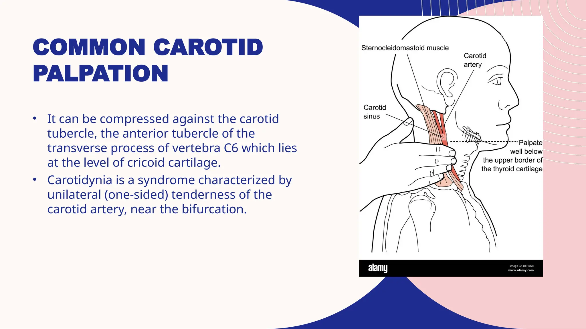 Anatomy of external carotid artery 1.pptx