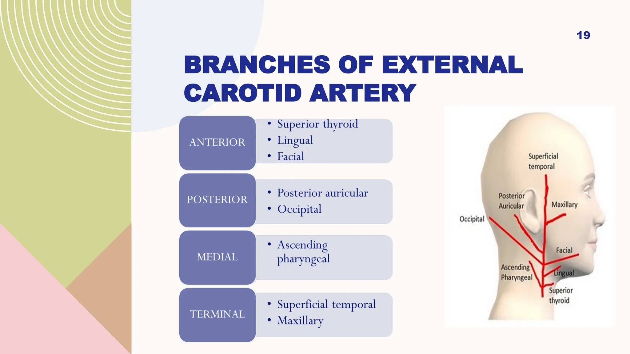 Anatomy of external carotid artery 1.pptx Anatomy of external carotid artery 1.pptx