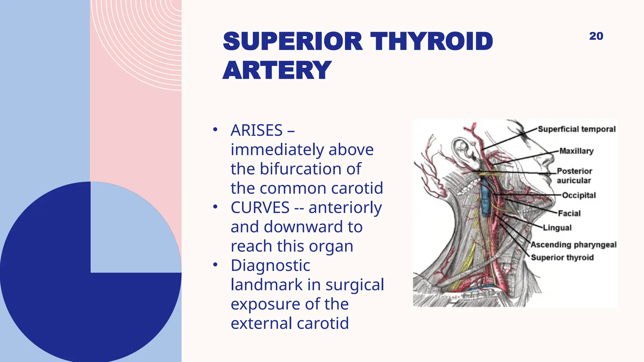 Branches Of External Carotid Artery Mnemonic