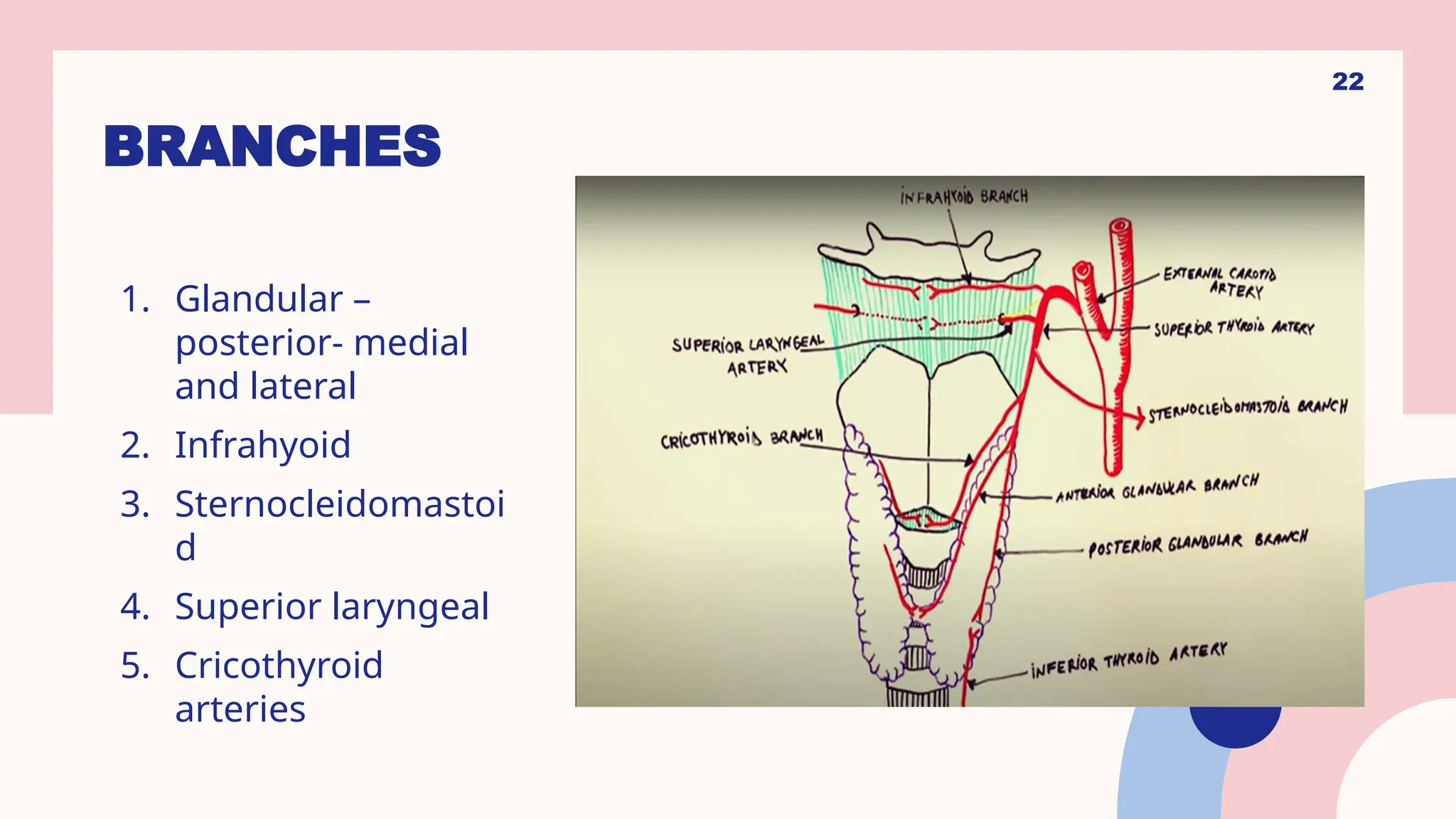 Anatomy of external carotid artery 1.pptx