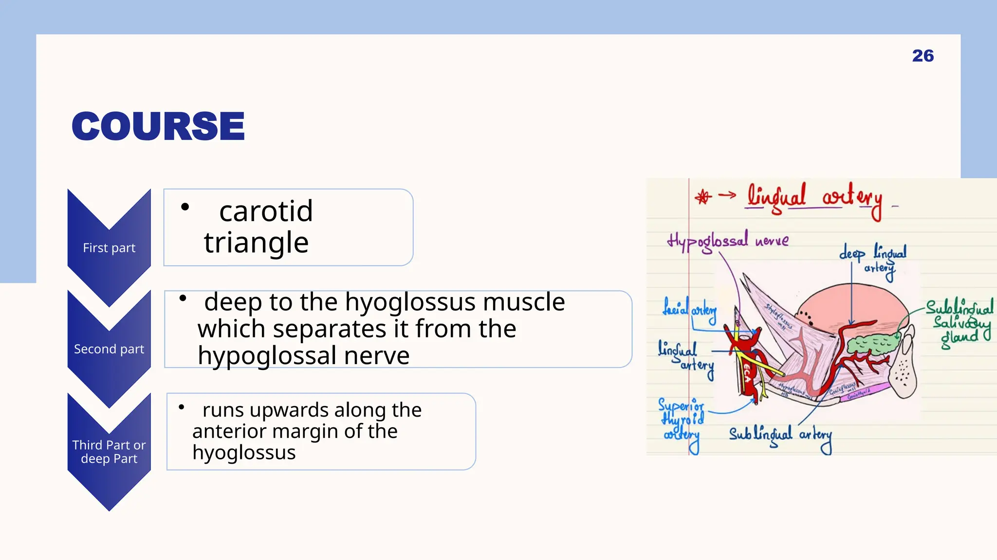 Anatomy of external carotid artery 1.pptx Anatomy of external carotid artery 1.pptx