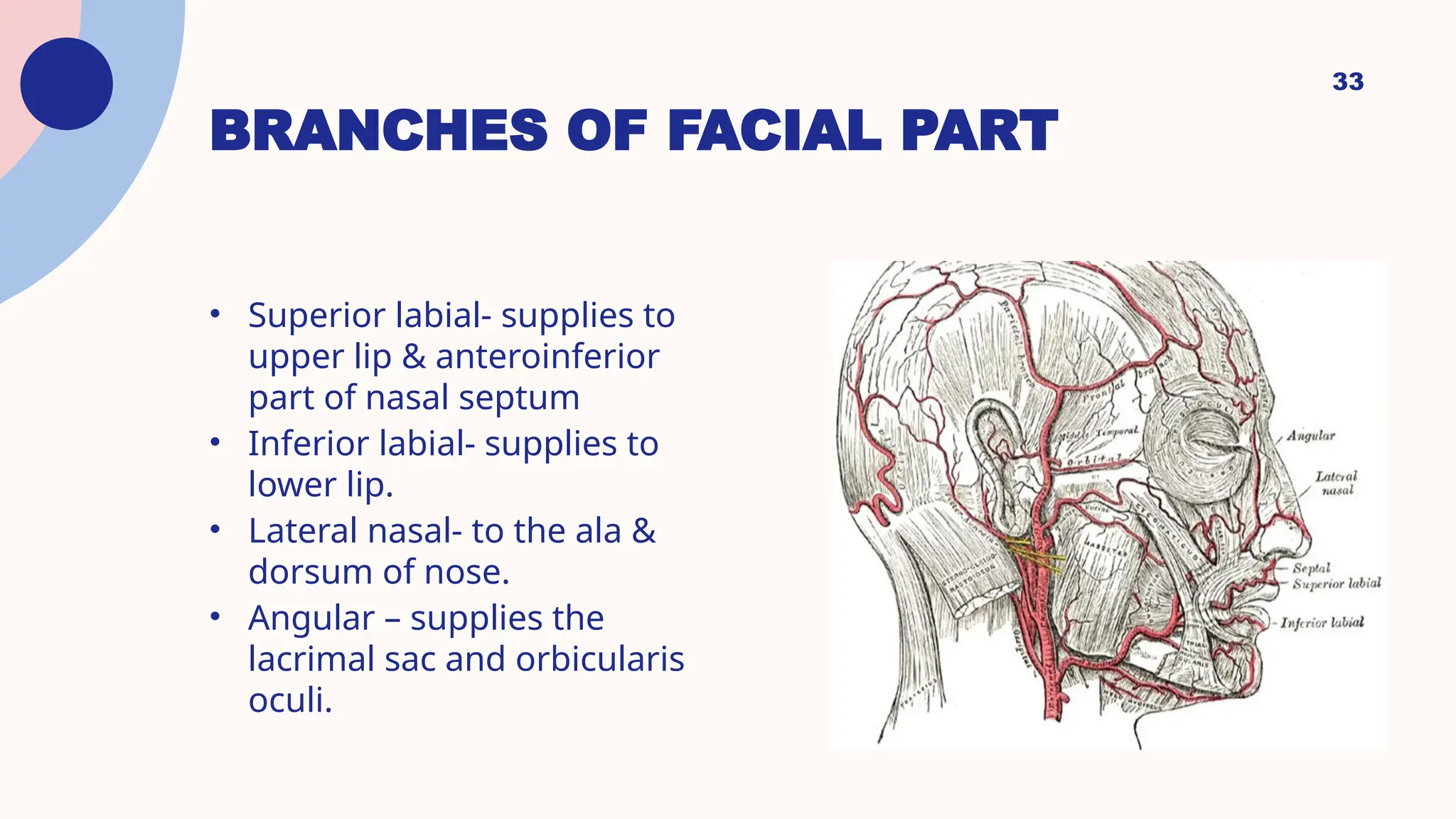 Anatomy of external carotid artery 1.pptx Anatomy of external carotid artery 1.pptx
