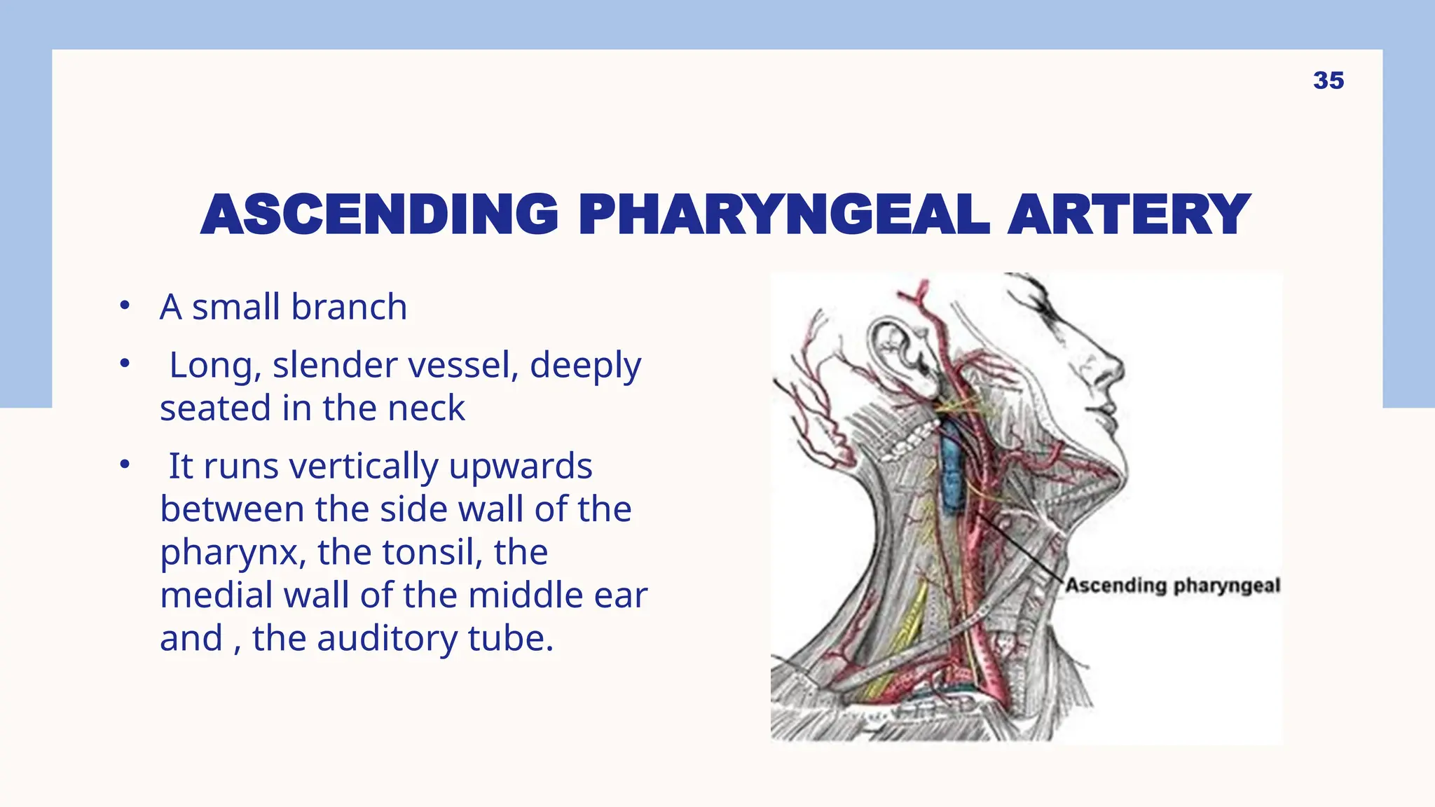 Anatomy of external carotid artery 1.pptx Anatomy of external carotid artery 1.pptx