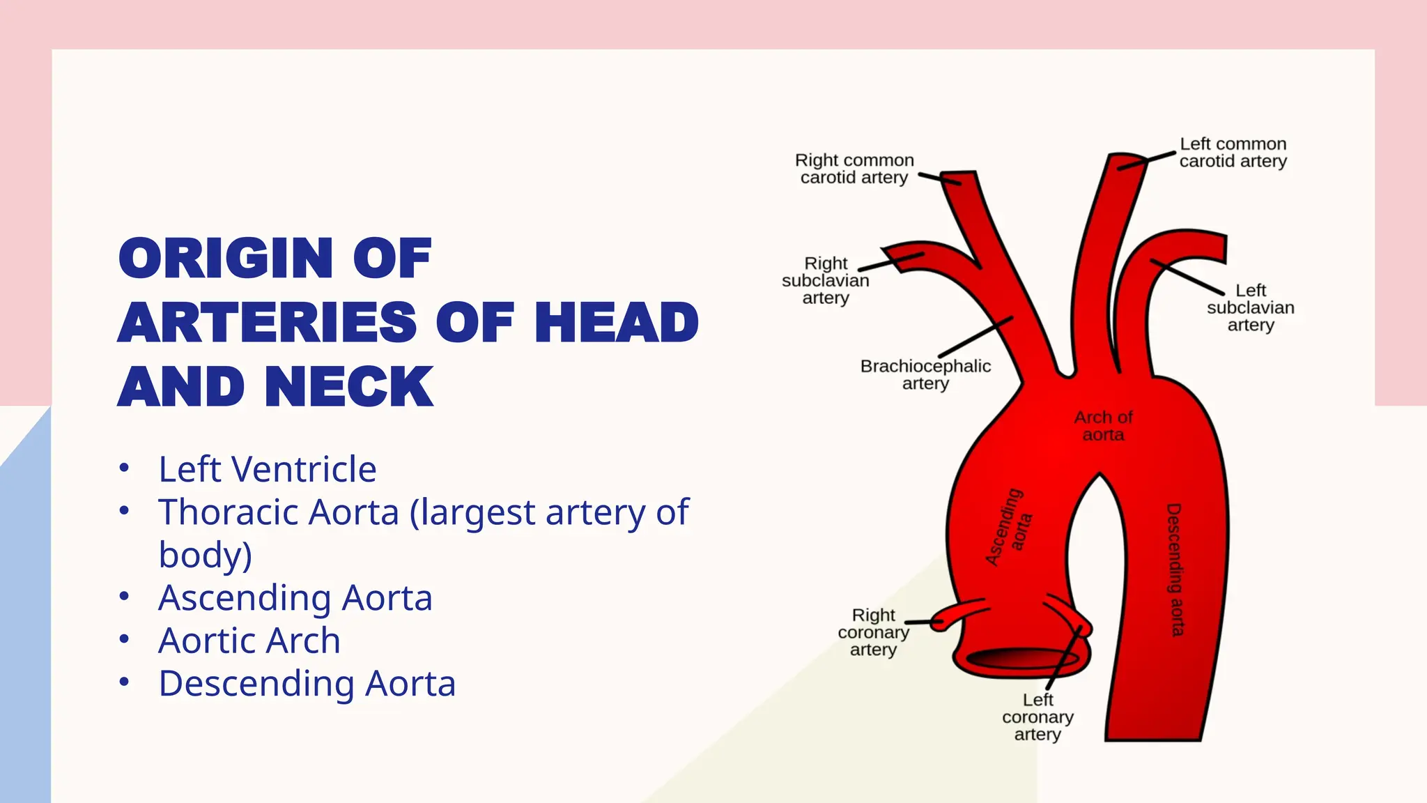 Anatomy of external carotid artery 1.pptx