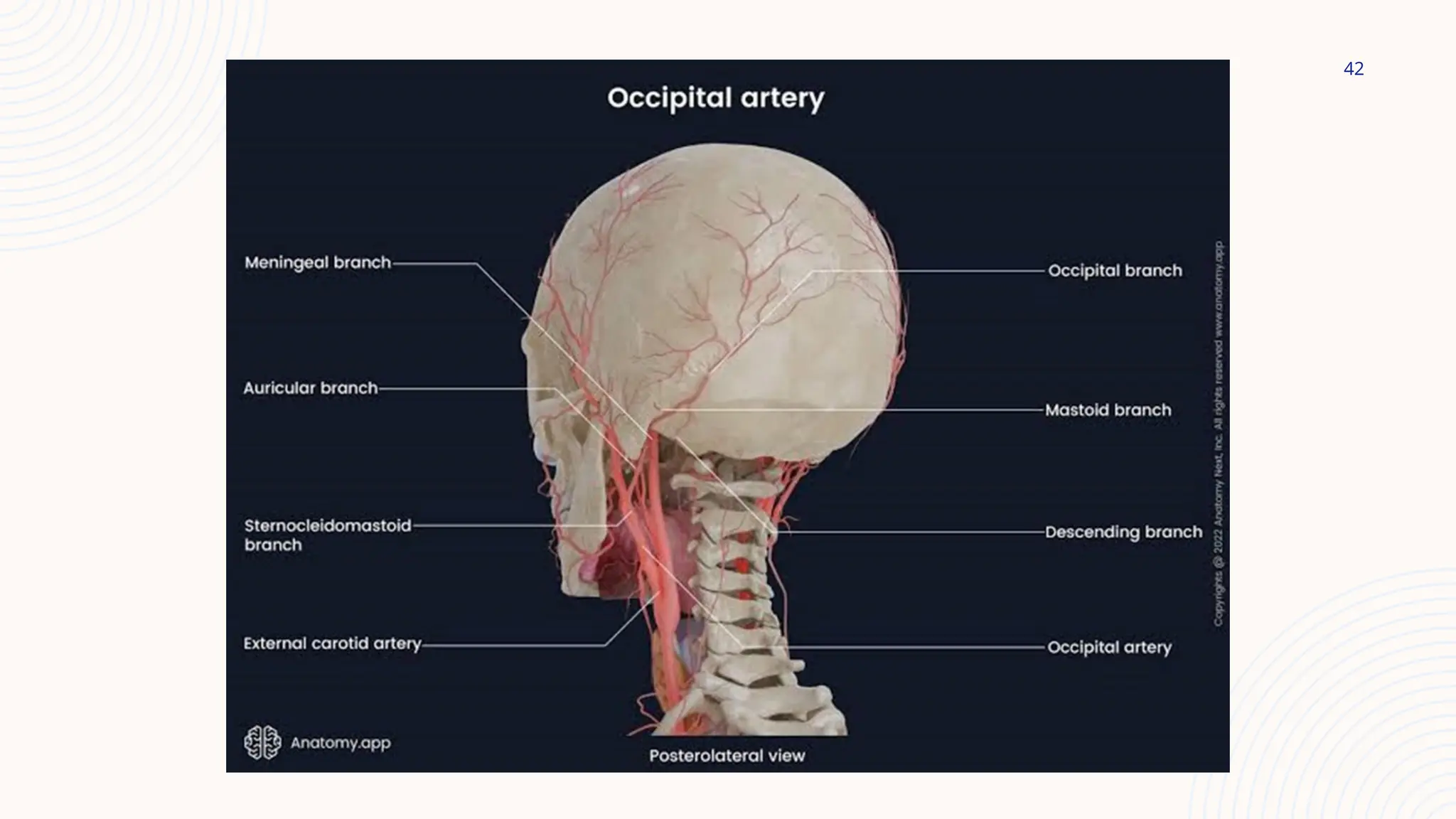 Anatomy of external carotid artery 1.pptx