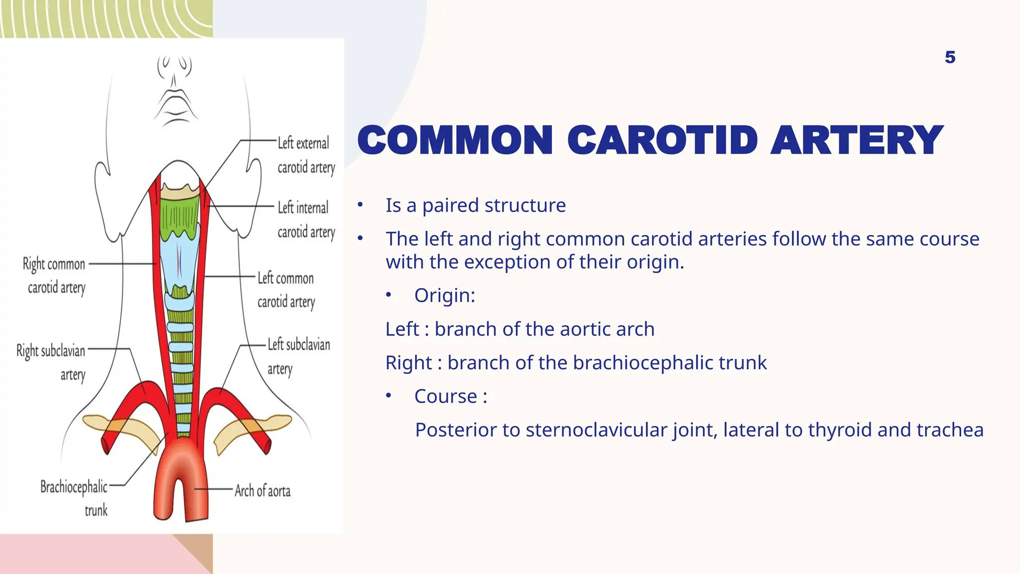 Anatomy of external carotid artery 1.pptx