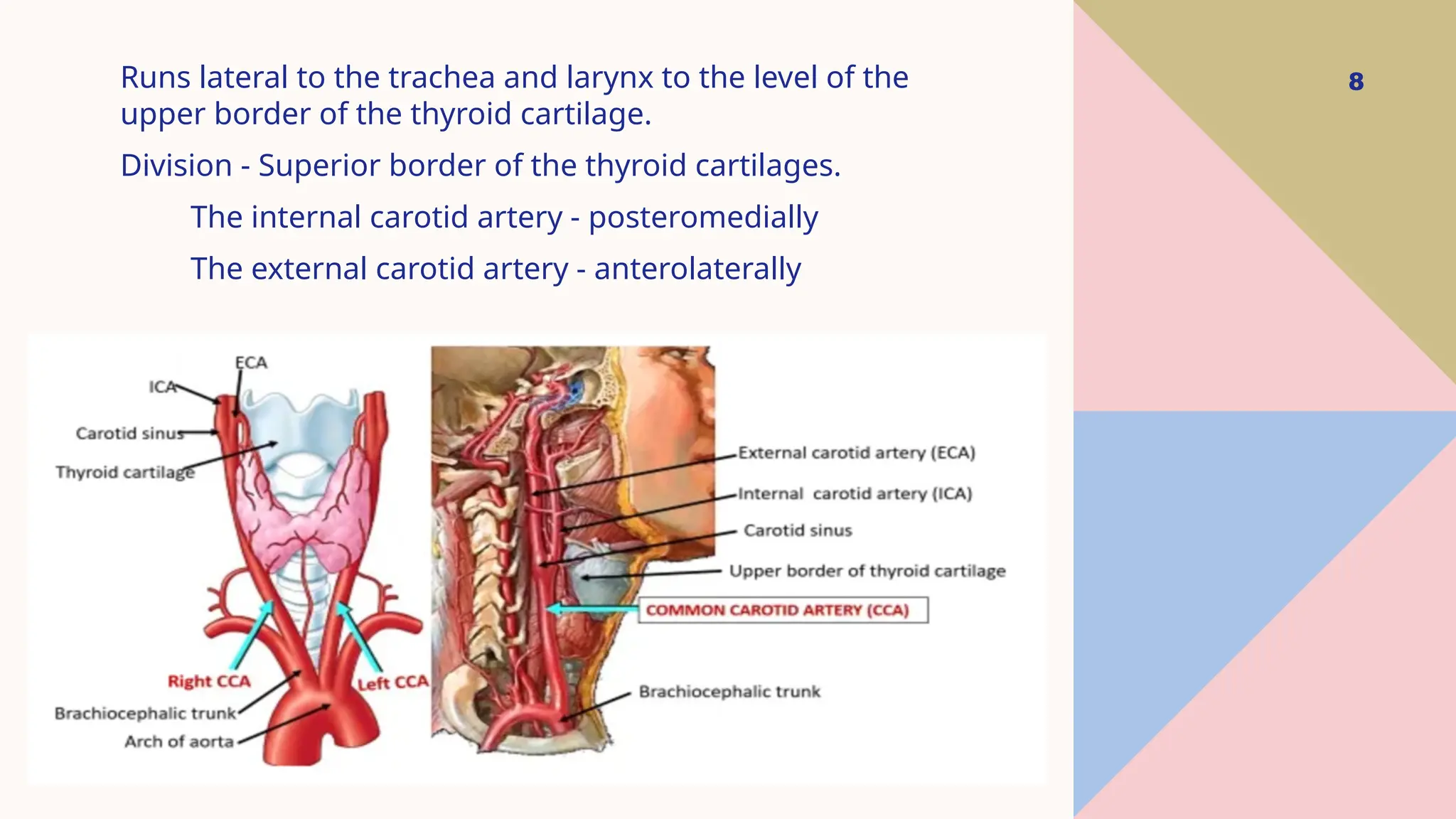 Anatomy of external carotid artery 1.pptx Anatomy of external carotid artery 1.pptx