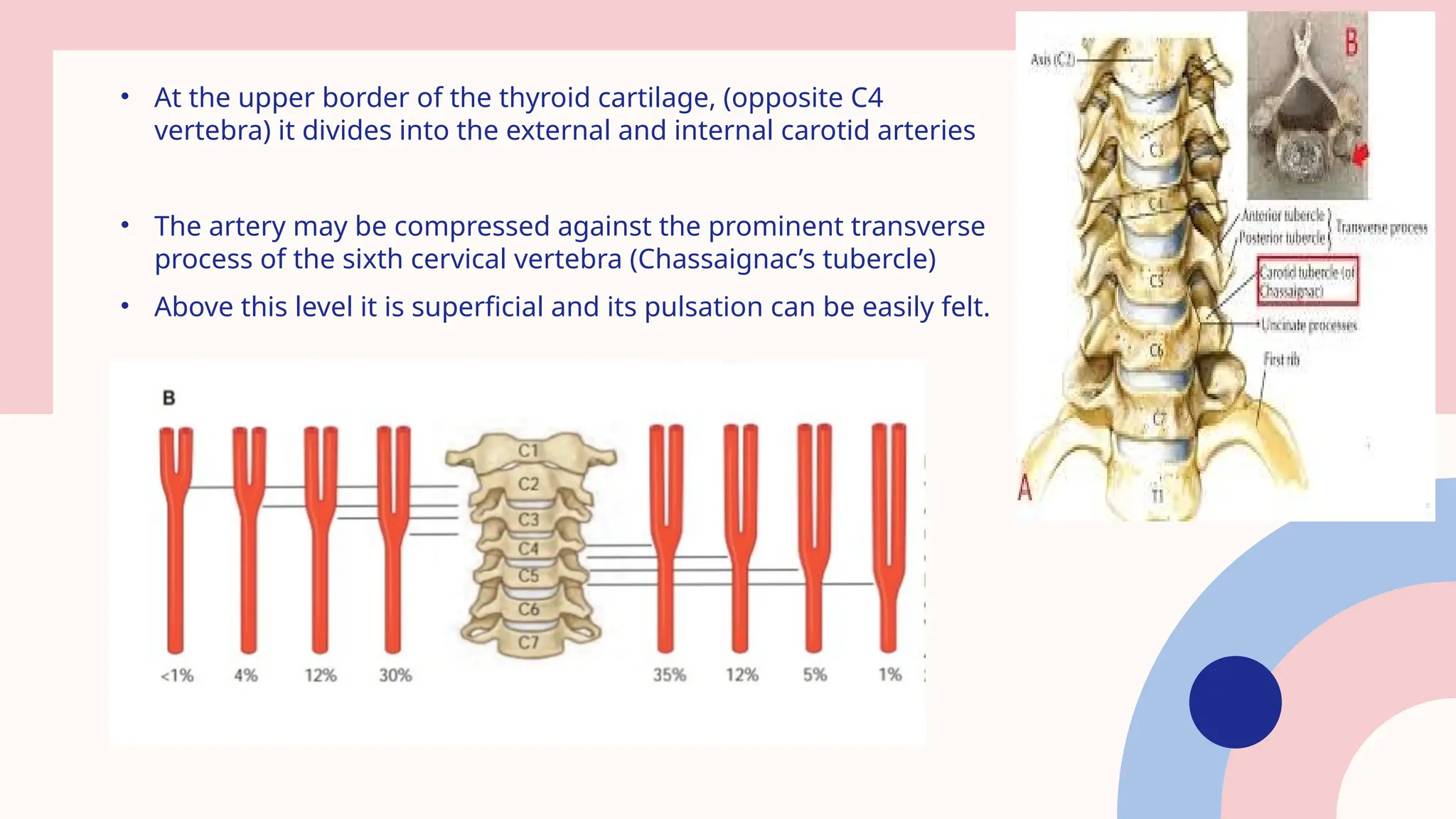 Anatomy of external carotid artery 1.pptx