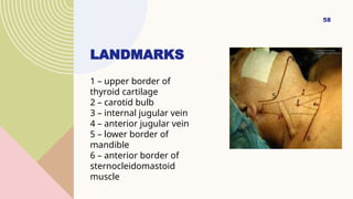 Anatomy of external carotid artery 1.pptx