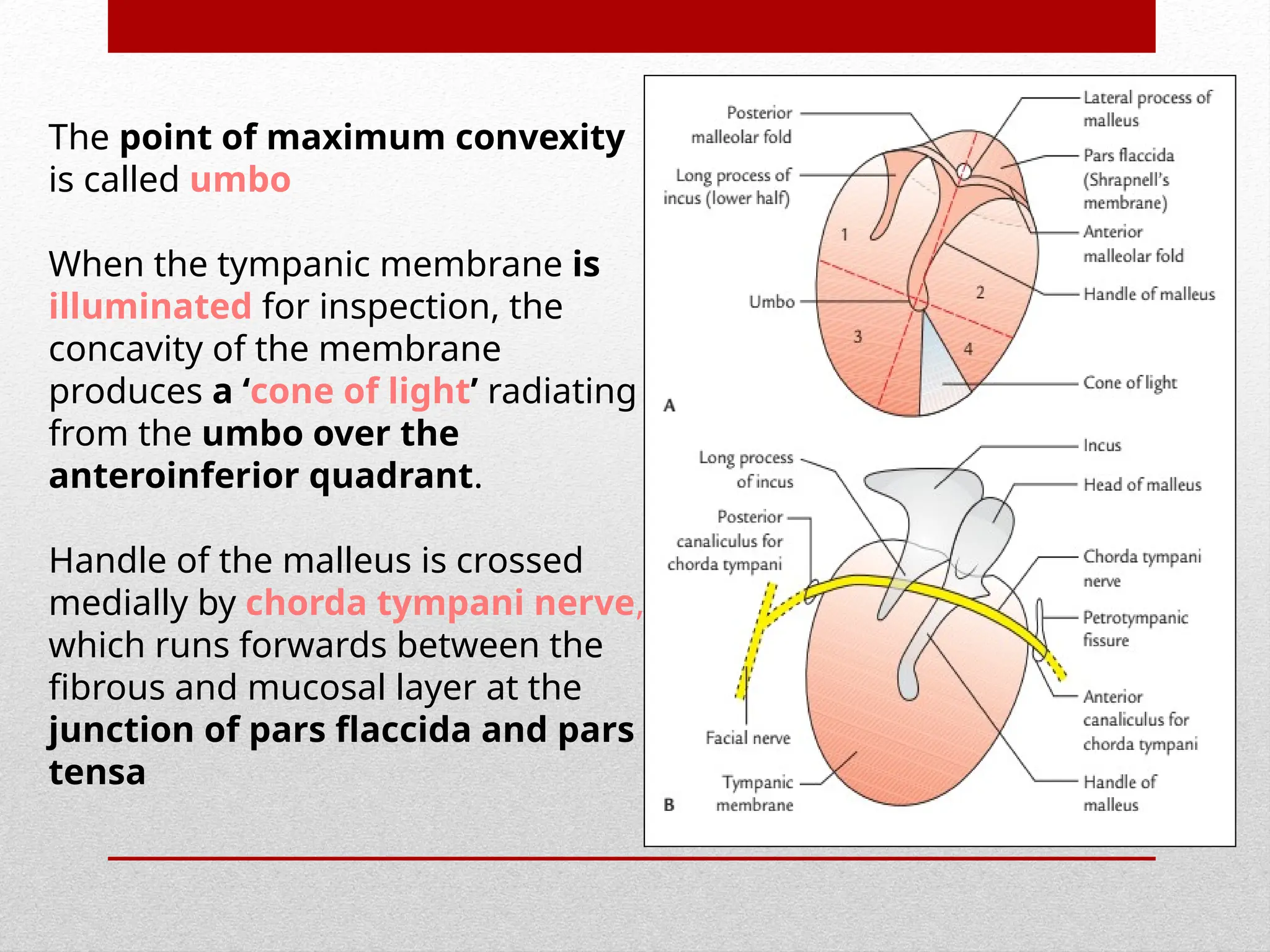 ANATOMY OF EXTERNAL EAR anatomy and ENT.pptx