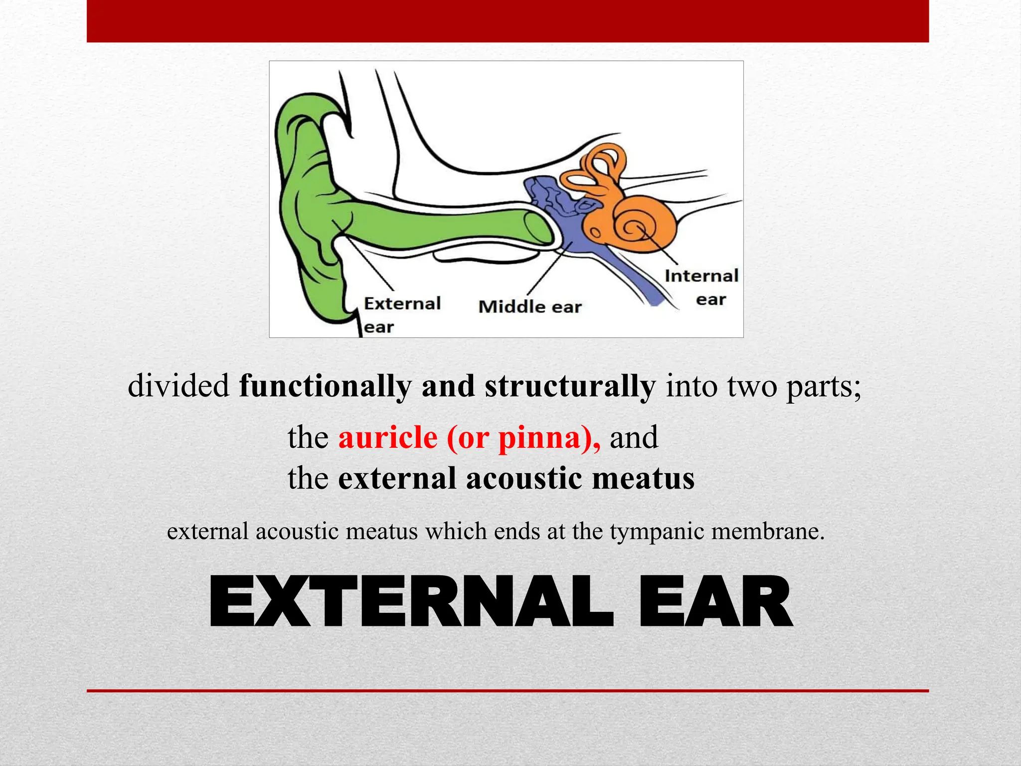 ANATOMY OF EXTERNAL EAR anatomy and ENT.pptx