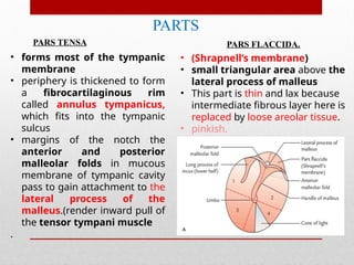 ANATOMY OF EXTERNAL EAR anatomy and ENT.pptx