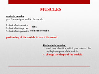 ANATOMY OF EXTERNAL EAR anatomy and ENT.pptx