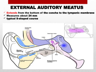 ANATOMY OF EXTERNAL EAR ANATOMY AND ENT PPTX | PPT