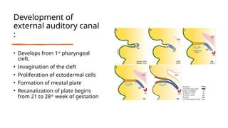 Anatomy of external ear.pptx information of ent | PPTX