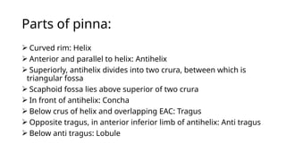 Anatomy of external ear.pptx information of ent | PPTX