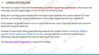 Anatomy of External Ear.pdfghsdghnfcgfgfc | PDF