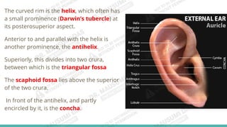 Anatomy of External Ear.pdfghsdghnfcgfgfc | PDF