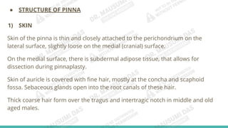 Anatomy of External Ear.pdfghsdghnfcgfgfc | PDF