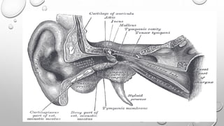 Anatomy of external ear -- ent | PPTX