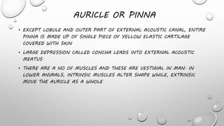 Anatomy of external ear -- ent | PPTX