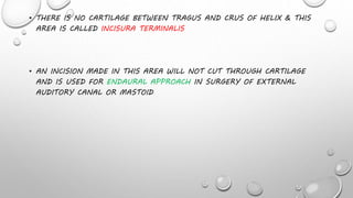 Anatomy of external ear -- ent | PPTX