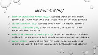 Anatomy of external ear -- ent | PPTX